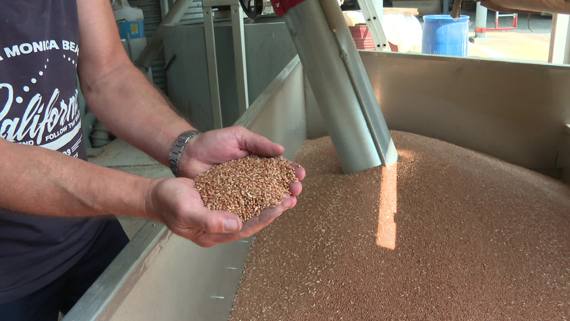 "Pour nous, c'est perdu" : pourquoi la canicule gâche la moisson de blé ...