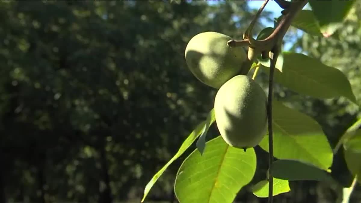 La Noix de Grenoble est belle