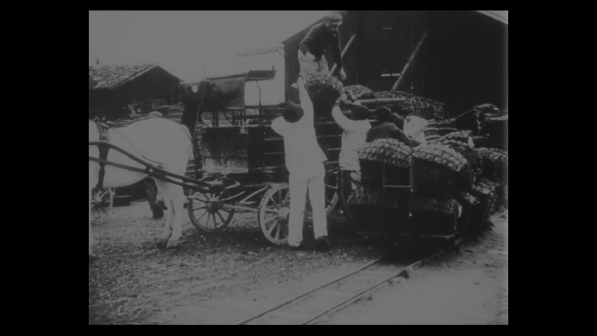 VIDEO. Ostréiculture : un film de 1907 raconte l'élevage des huîtres ...