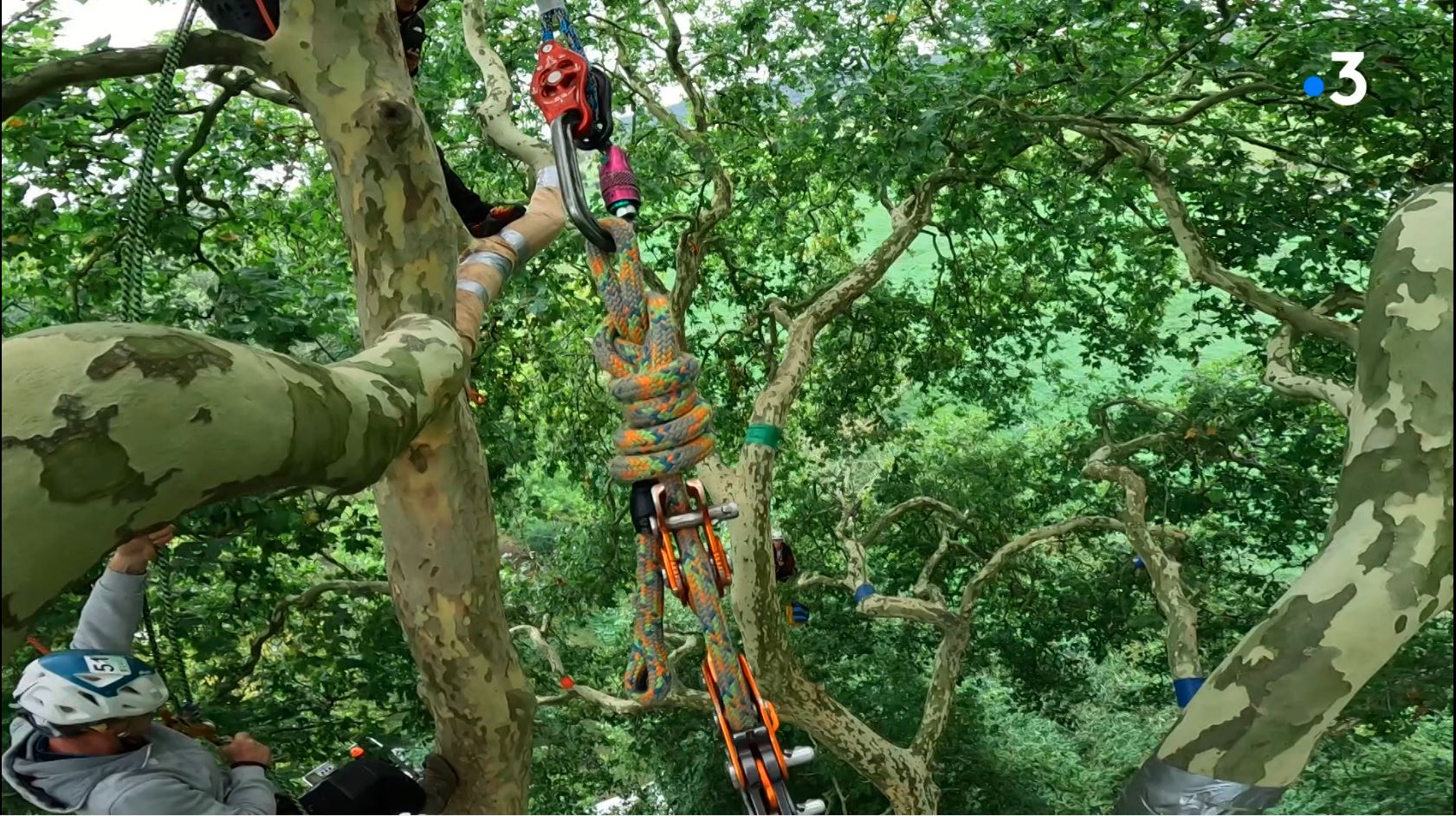 La grimpe d'arbres freestyle : entre sensations fortes et proximité ...