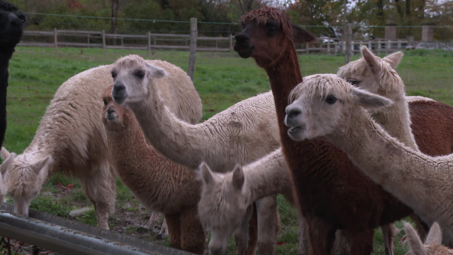 INSOLITE. Ces bisons et ces alpagas qui font le bonheur de leurs ...