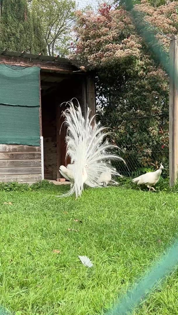 Espèce rare, trois magnifiques paons blancs accueillis dans ce jardin ...
