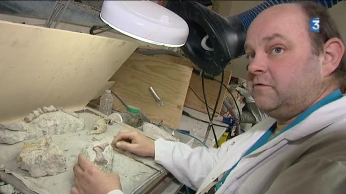 Bruxelles : restauration d'un fossile de dinosaure de 210 millions d'années