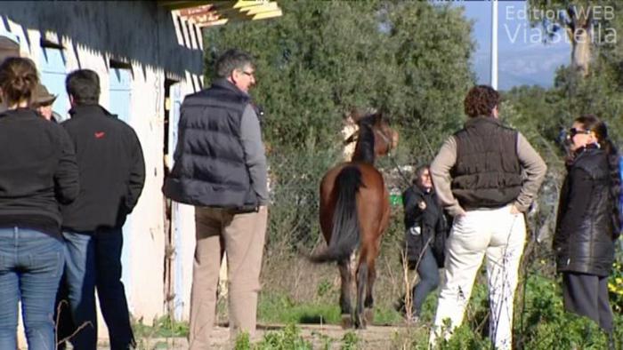 U Cavallu Corsu, la race du Cheval Corse en plein renouveau