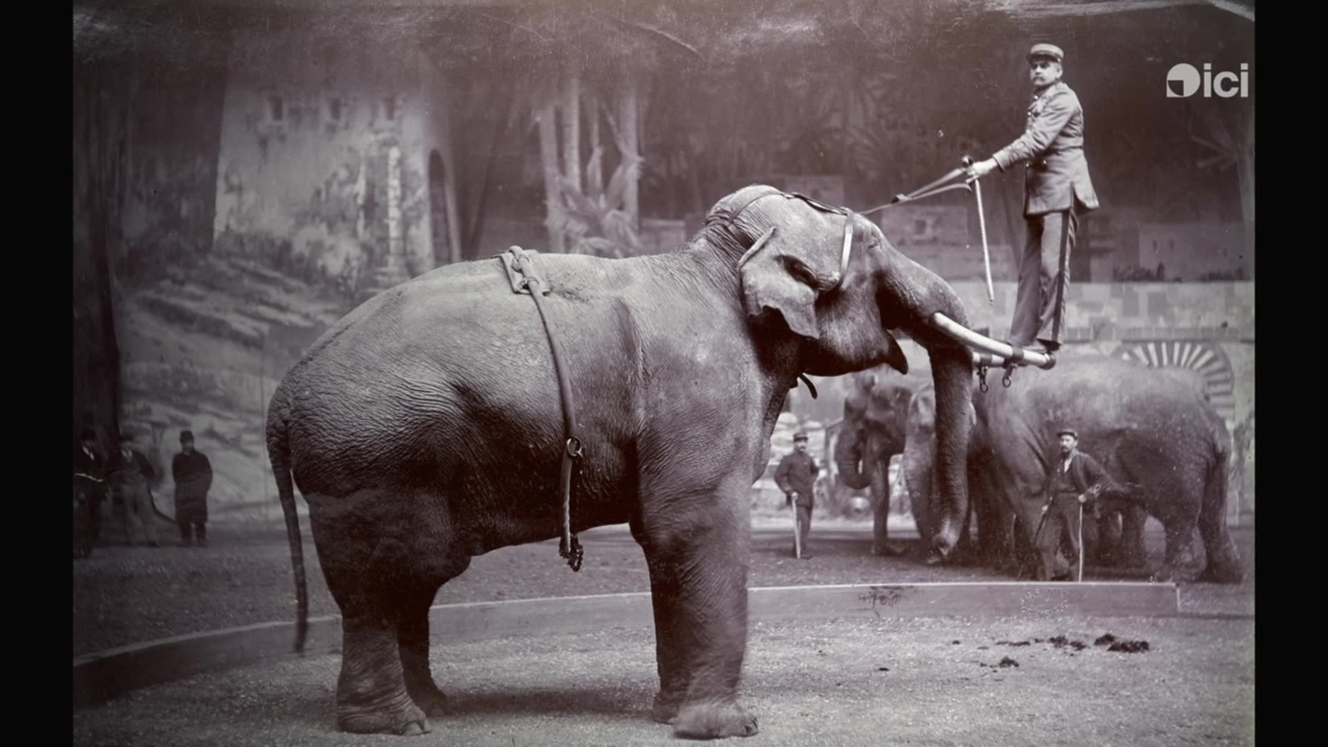 Fritz l'éléphant, le triste symbole du destin tragique des animaux ...