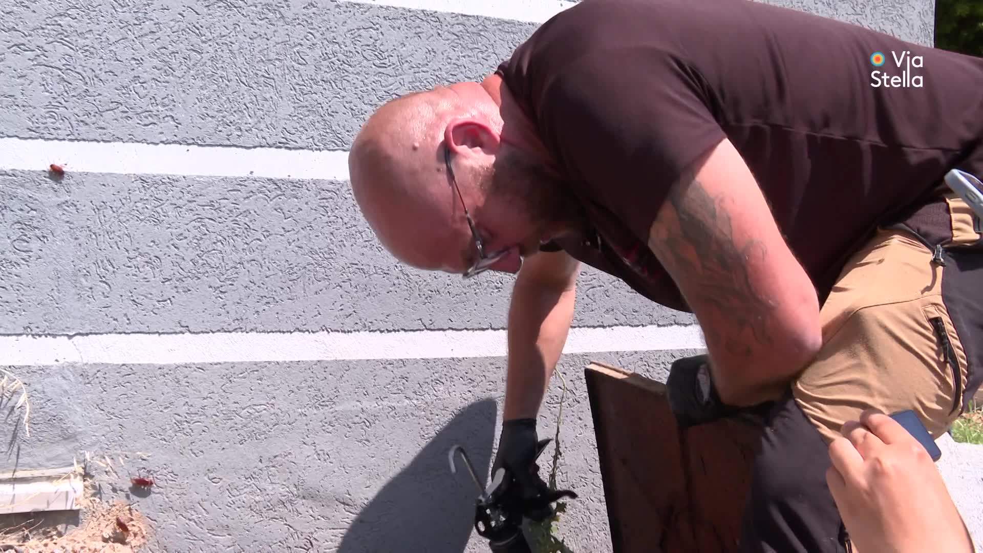 "Ça grouille de partout, du sol au plafond", à Bastia, les cafards ...