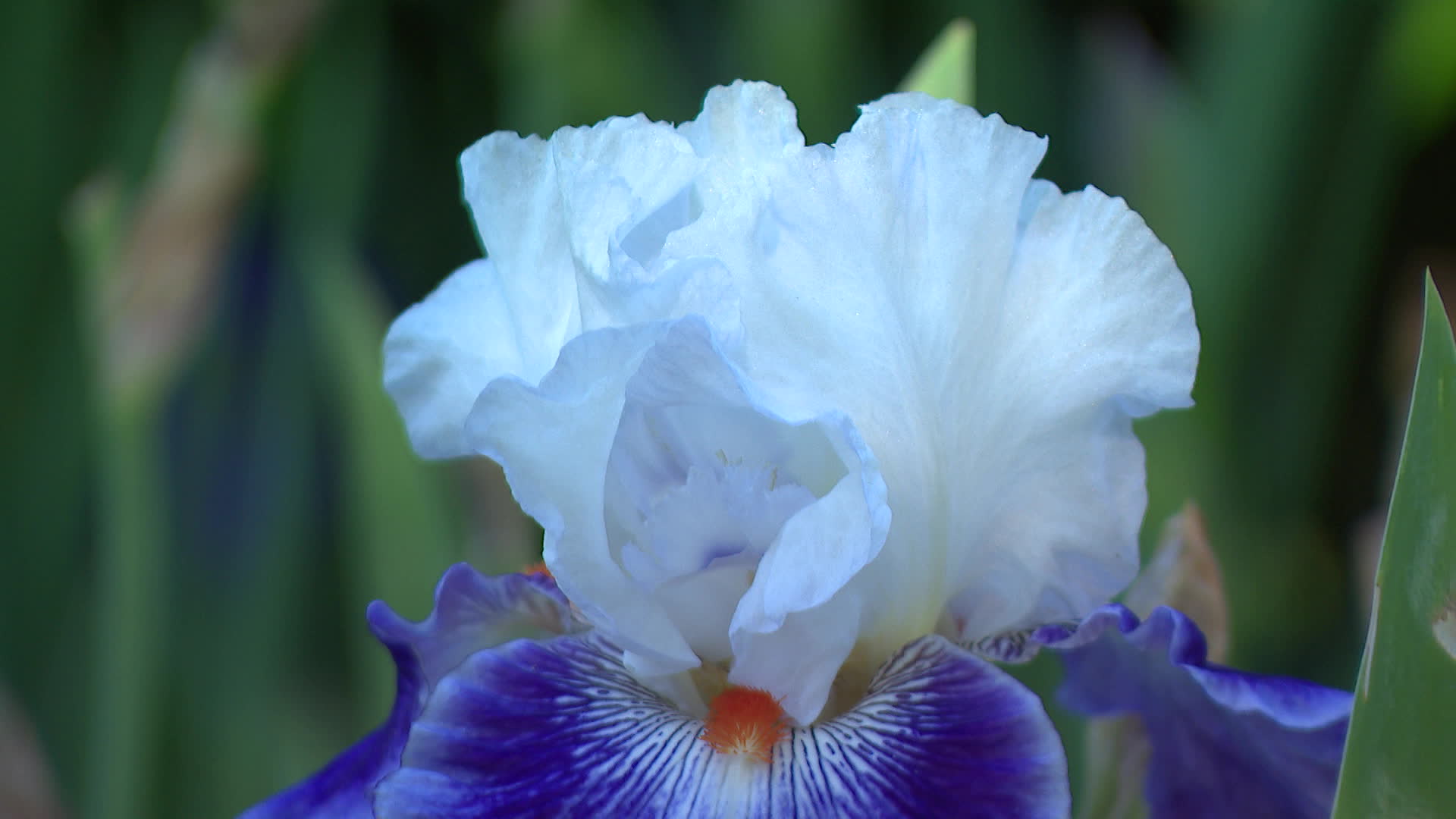 VIDÉO. Les iris sont en pleine floraison : on vous explique pourquoi ...