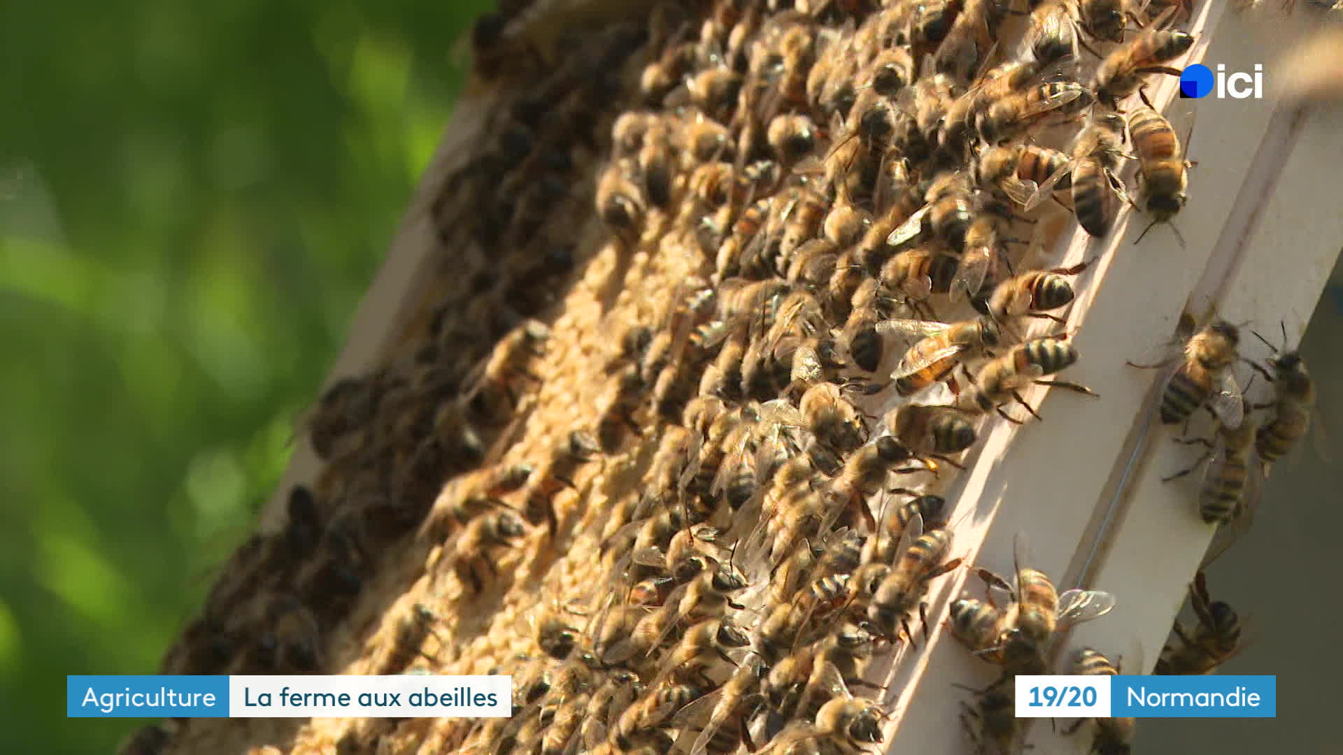 VIDEO. Journée mondiale des abeilles : "en apiculture, la production ...