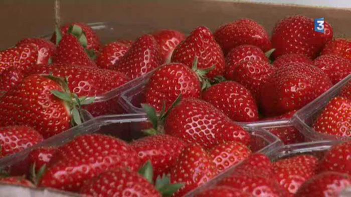 Les fraises de Mauguio sont déjà mûres